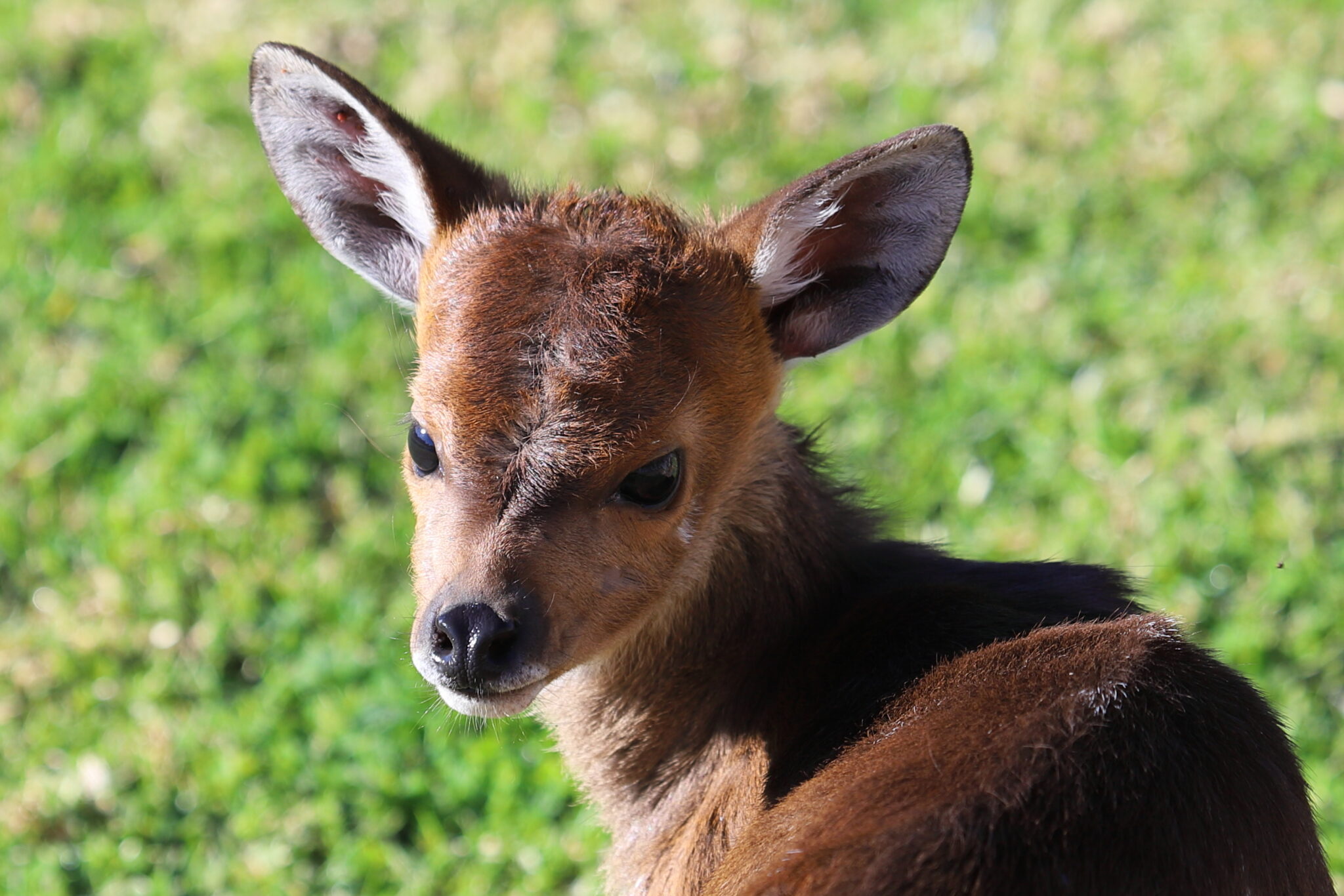 Galery / Gallery – Blue Ridge Estate