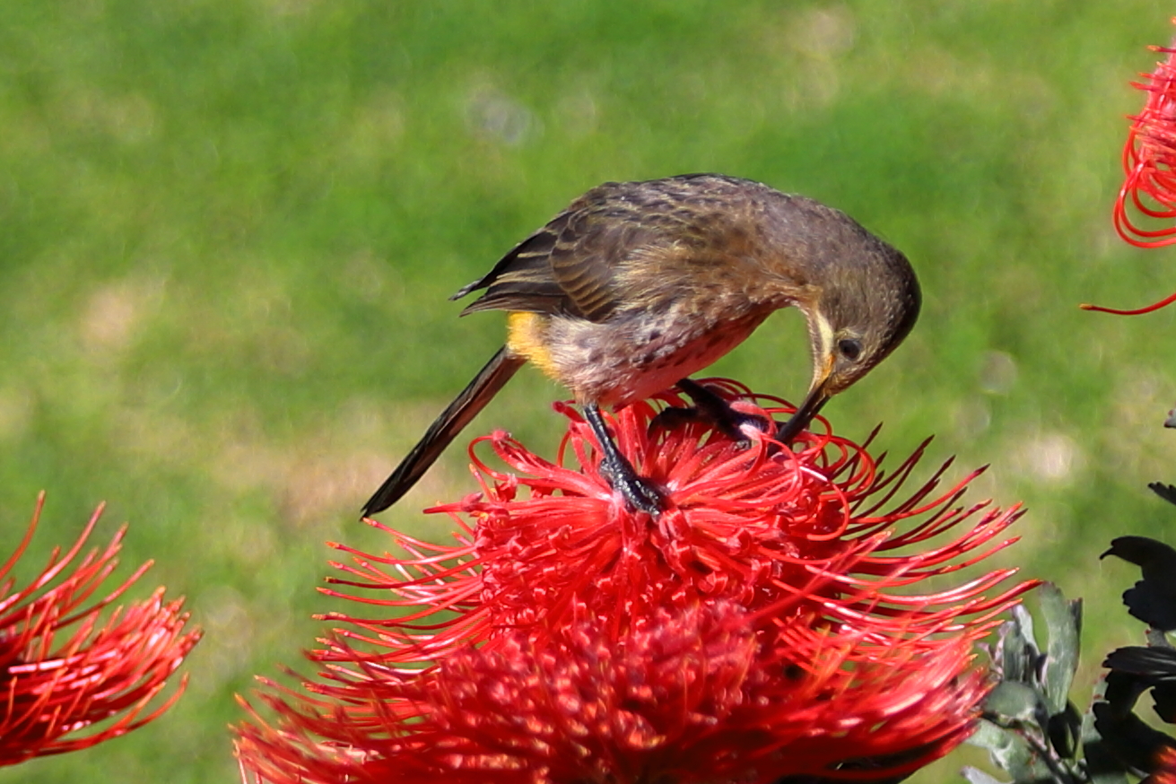 Galery / Gallery – Blue Ridge Estate