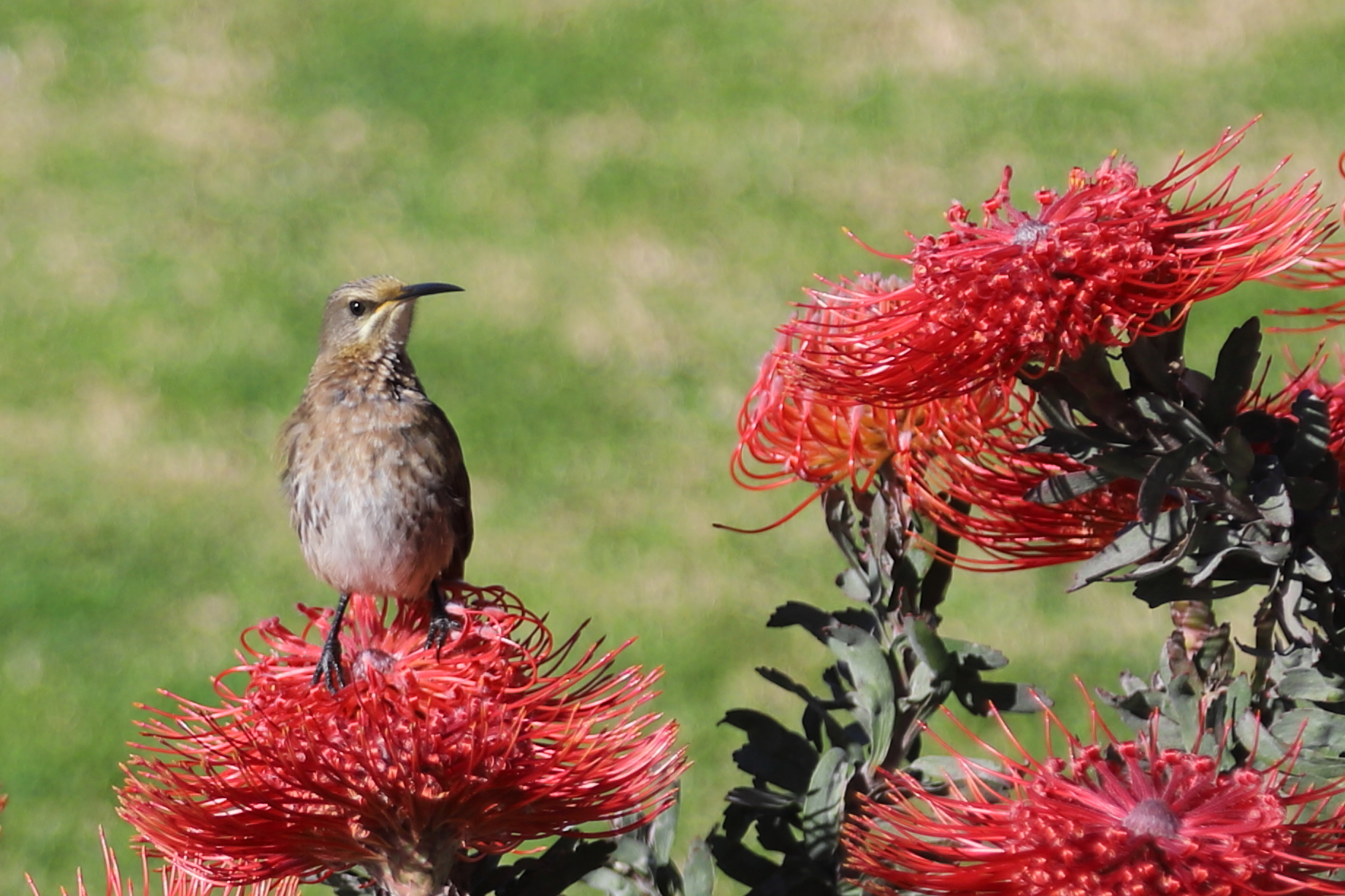 Galery / Gallery – Blue Ridge Estate